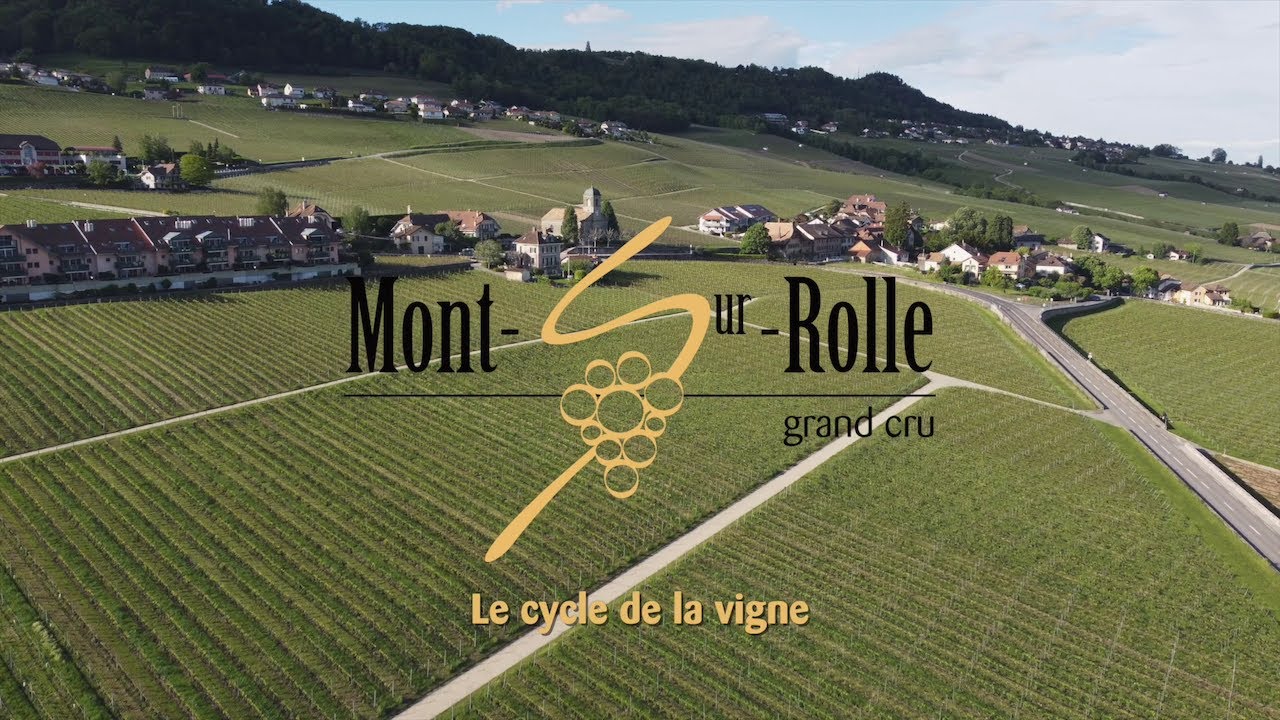 Le cycle de la vigne – Vins Mont-sur-Rolle - YouTube