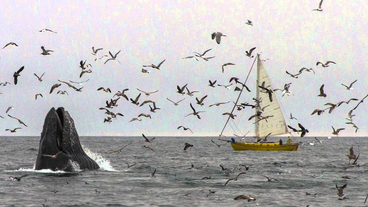 Trip Advisor - Whale Watching in San Francisco! - YouTube