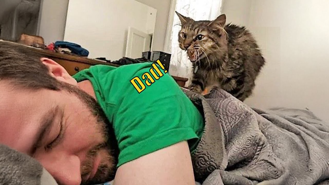 When Your Cat Has Something Important to Say - YouTube