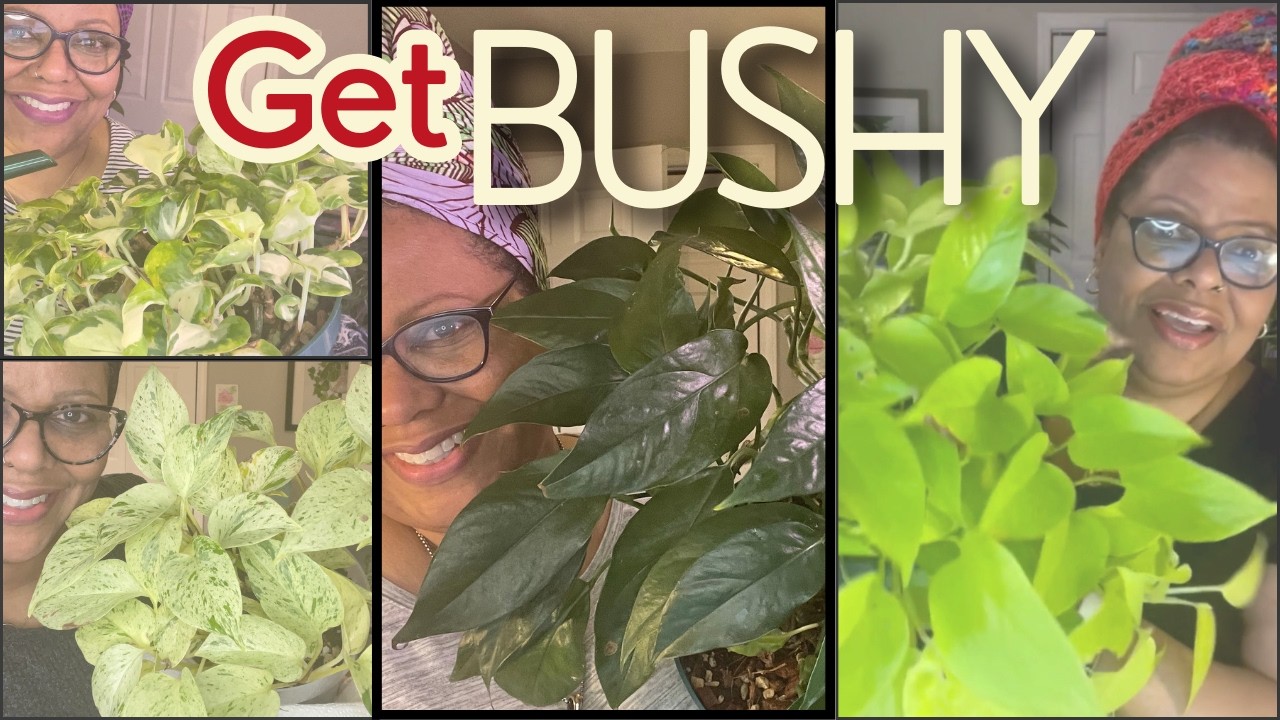 How To Get Your Pothos Bushier Faster - YouTube