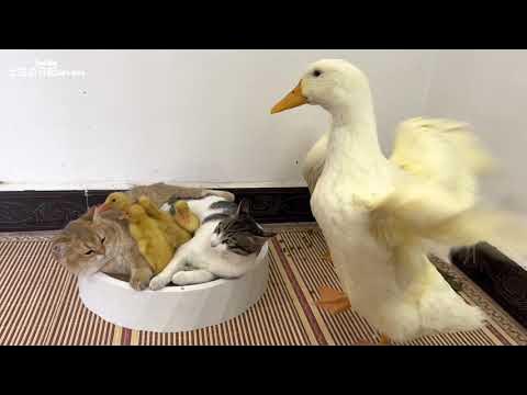 Both kittens are qualified mother ducklings. Duckling and kitten sleep together. cute animal ...