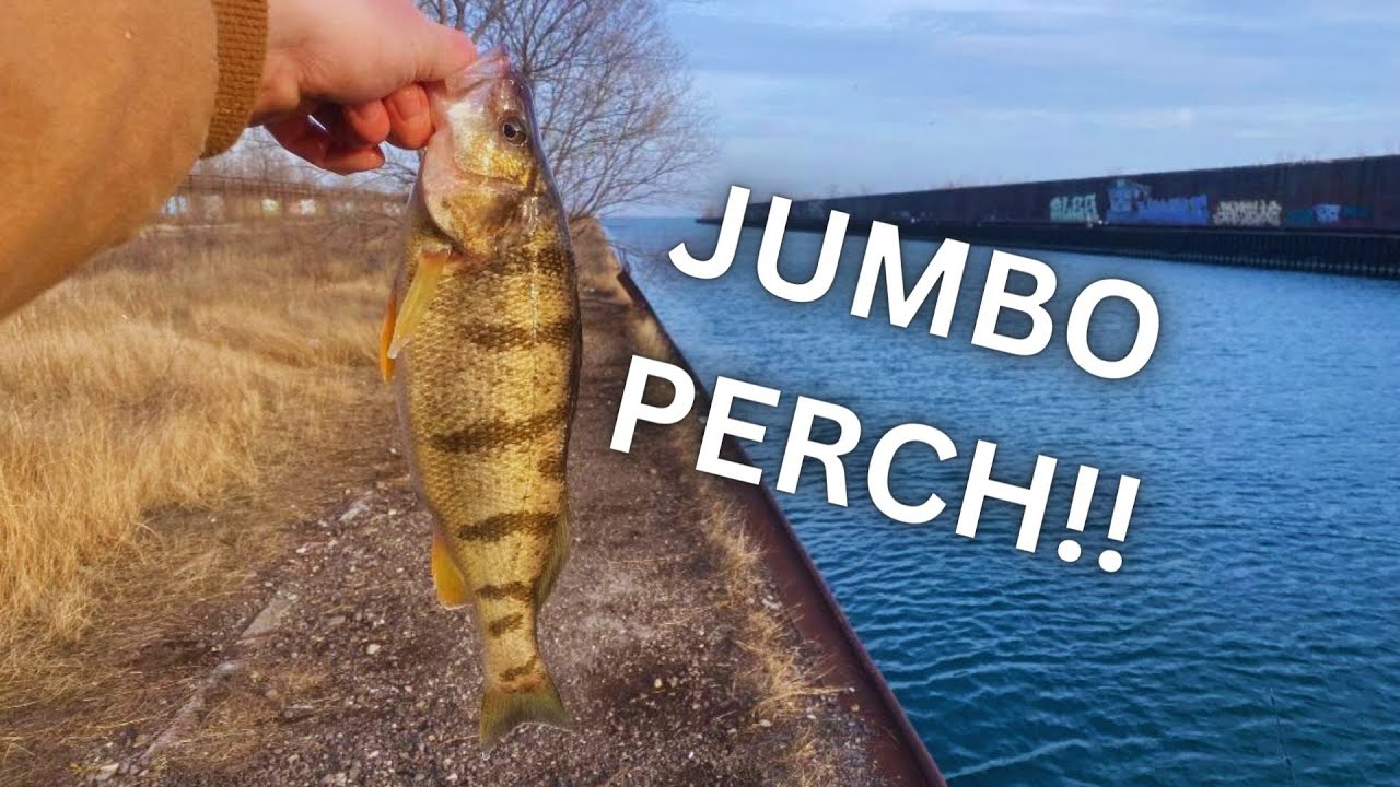 Chicago Perch Fishing January 2024(SLAYED THEM!!) - YouTube