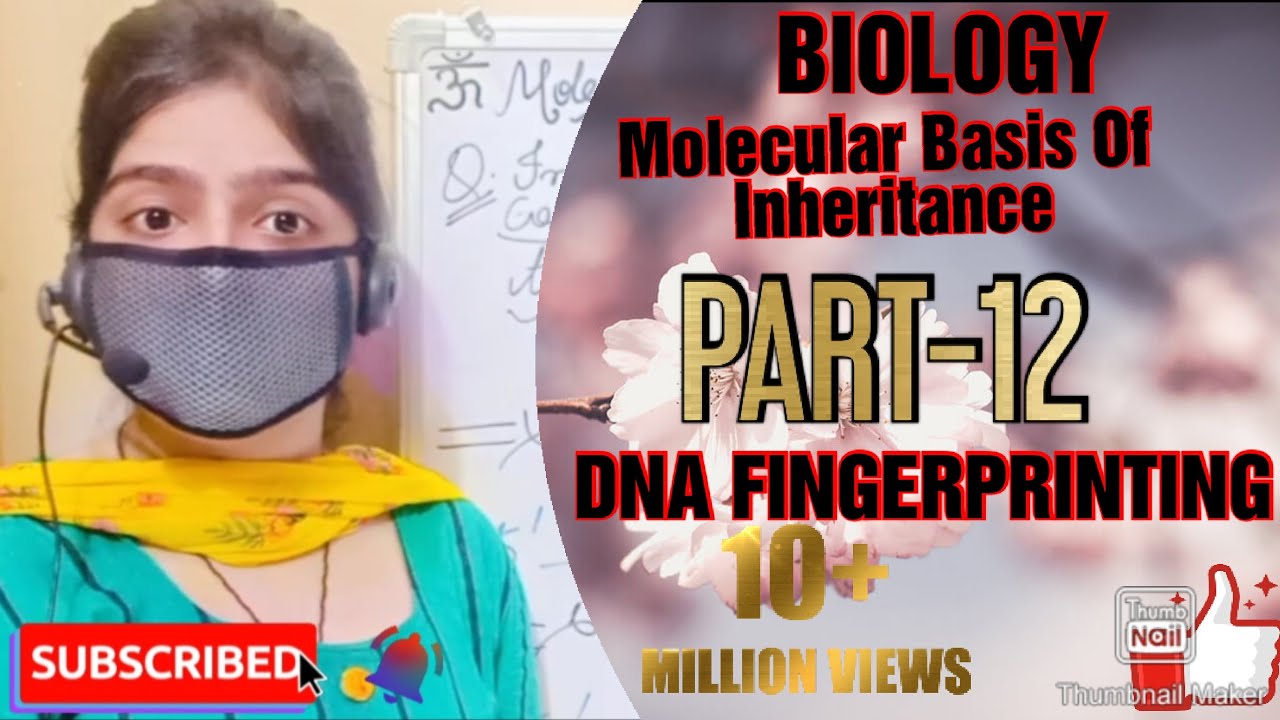 EASY DNA FINGERPRINTING| MOLECULAR BASIS OF INHERITANCE|PART-12|CLASS ...