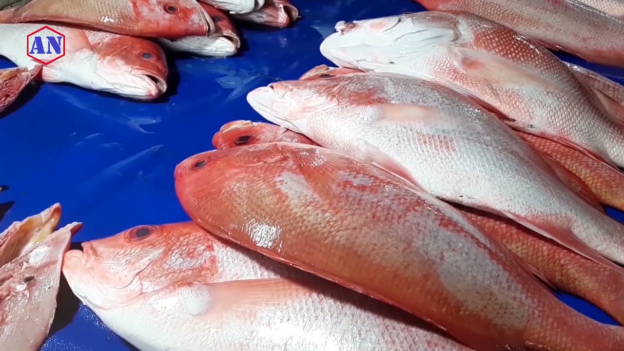 Keterampilan Potong Ikan oleh Para Pemotong Ikan di Pasar Boswesen Kota ...