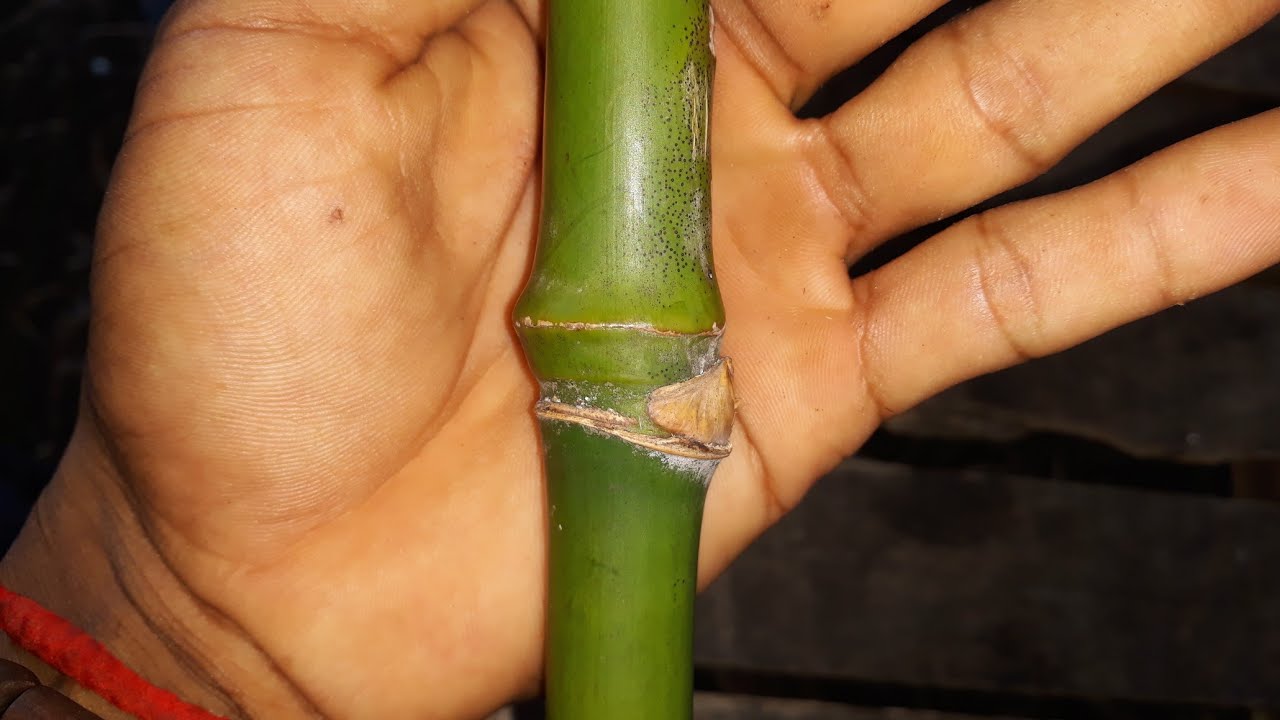 តាម ឬស្សីស្រកាច្រាស់ ជួបហើយបាទ Magic bamboo - YouTube