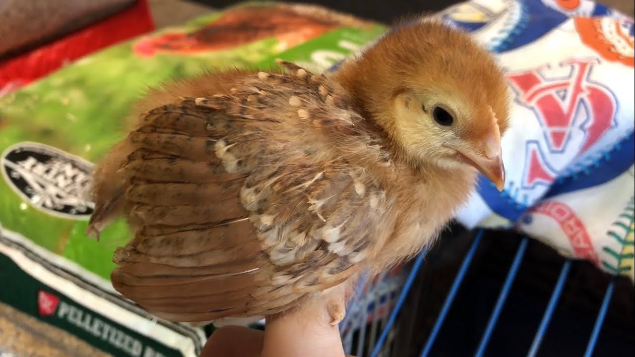 Baby Chick Perching on my Finger plus more Footage of all baby chicks ...