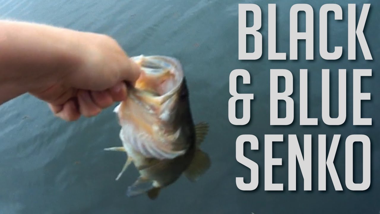 Black & Blue Senko | Largemouth Bass Fishing in Crockett,TX - YouTube