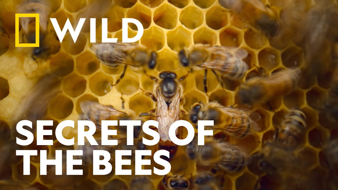 The Hidden World Inside a Beehive | Secrets of the Bees | National ...