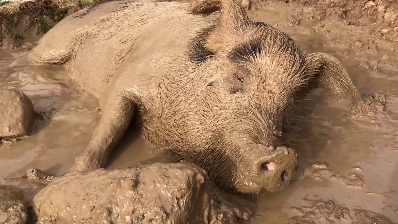 Cerdo feliz en su baño de barro - YouTube