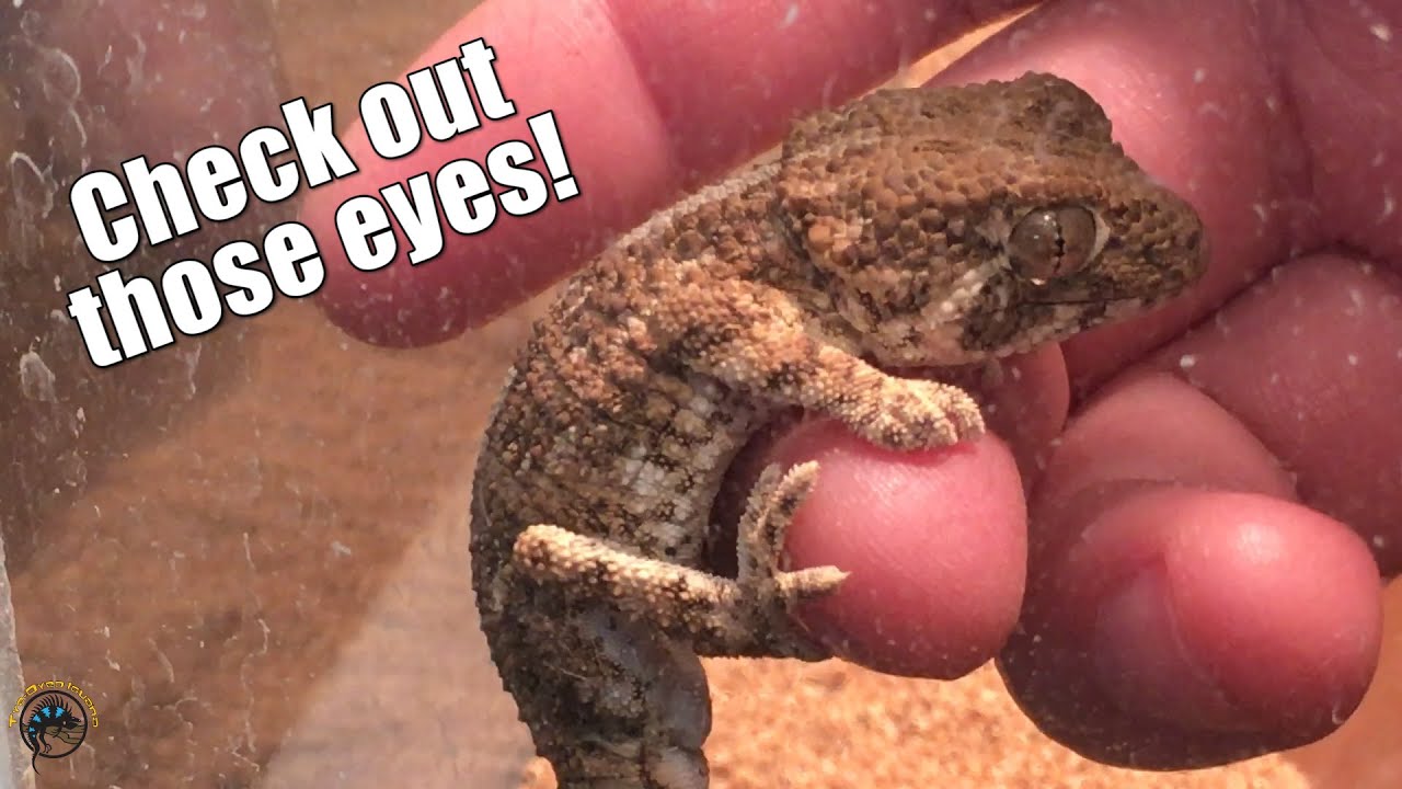 Meet the World's CHILLEST Helmeted Gecko! 😎🦎 - YouTube