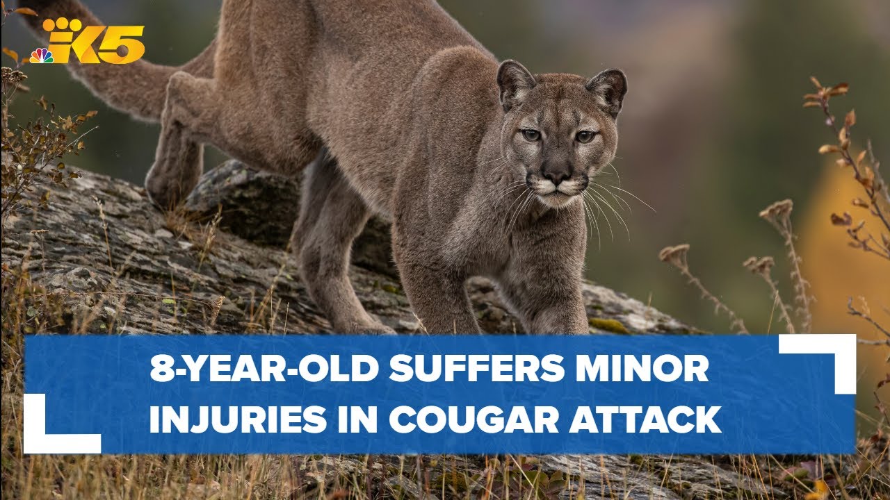 Cougar attacks 8-year-old in Olympic National Park - YouTube