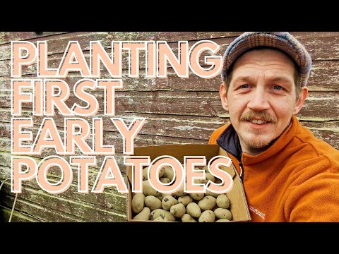 PLANTING OUT THE POTATOES || FIRST EARLY SPUDS || ALLOTMENT GARDENING ...