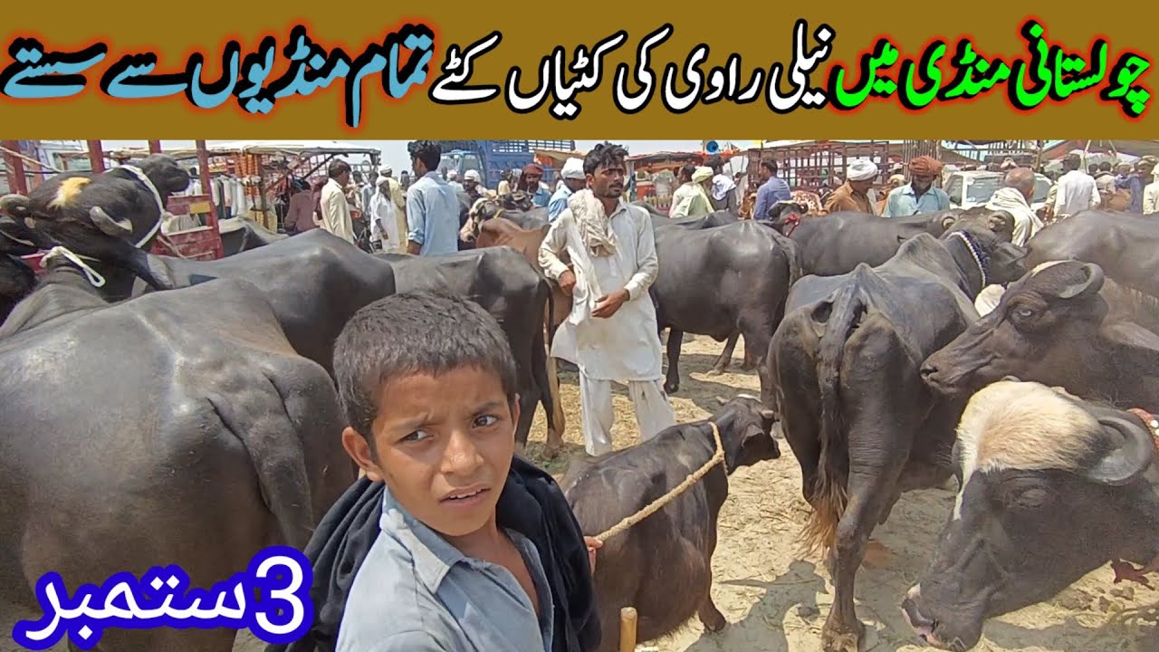 Nili Ravi Buffalo / Kattian Kattay / Latest Price Update In Madrassa ...