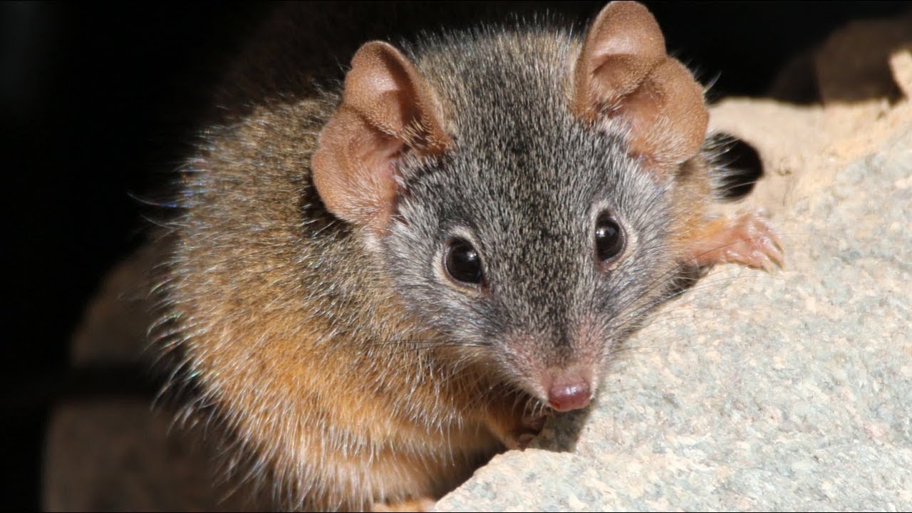 Up close with charismatic Yellow-footed Antechinus – Capertee Valley ...