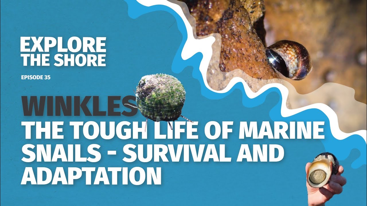 Winkles- the tough life of marine snails - survival and adaptations ...