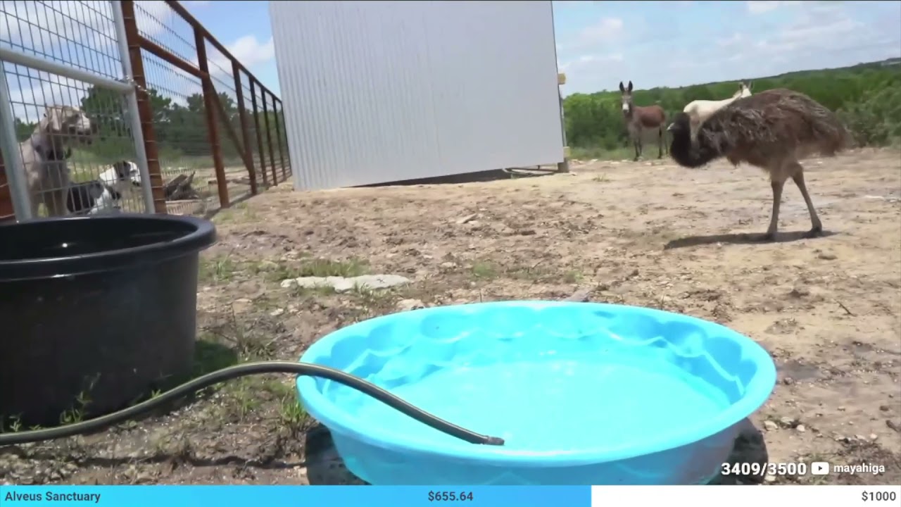 Stompy tries squaring up with a dog but gets scared - YouTube