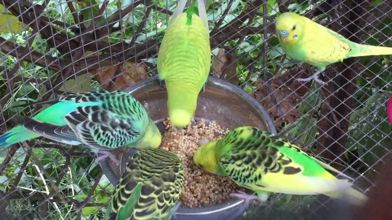 Male Budgies/Parakeets Reaction To Peanut Butter And Seeds(Волнистых ...