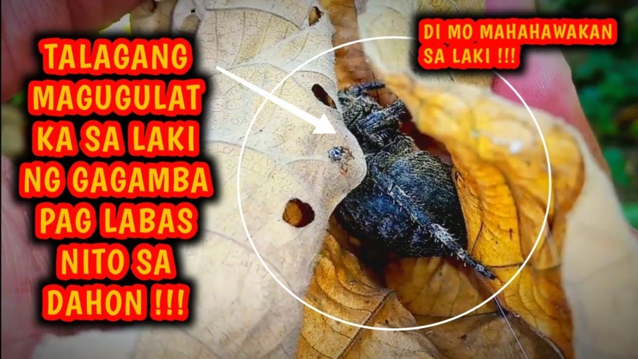 NAKAKAGULAT NA GAGAMBA SA LOOB NG TUYONG DAHON !!! - YouTube