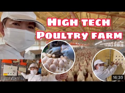 HIGH TECH POULTRY FARM SA JAPAN | Filipina living in Japan | # ...