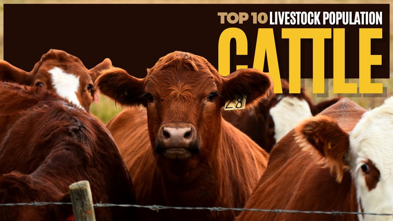 Largest CATTLE HERD By Country TOP 10 2022 YouTube largest-cattle-herd-by-country-top-10-2022-youtube