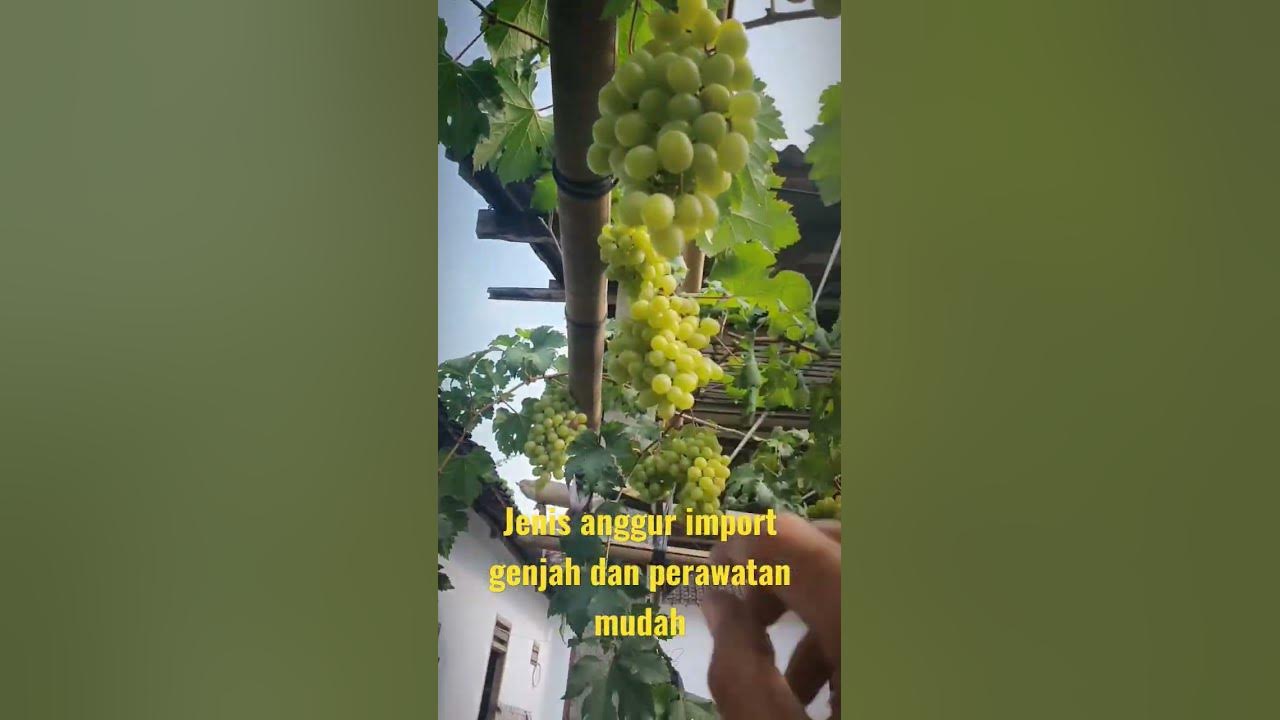 Varian Anggur Genjah - YouTube