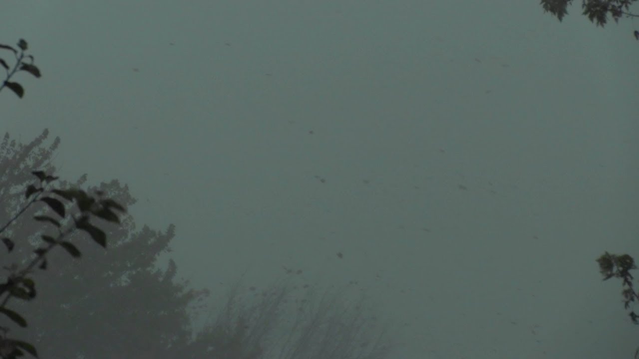 High Winds, Flying Leaves, and Heavy Rain from Strong Thunderstorm ...