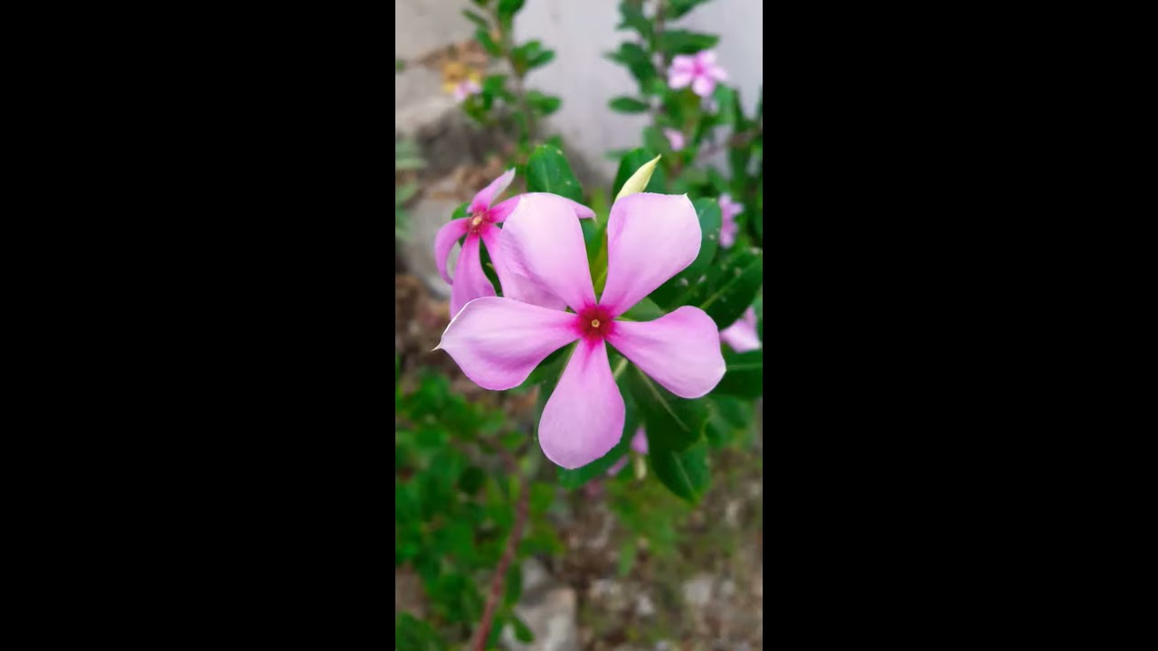 Beautiful flower moving in wind - YouTube