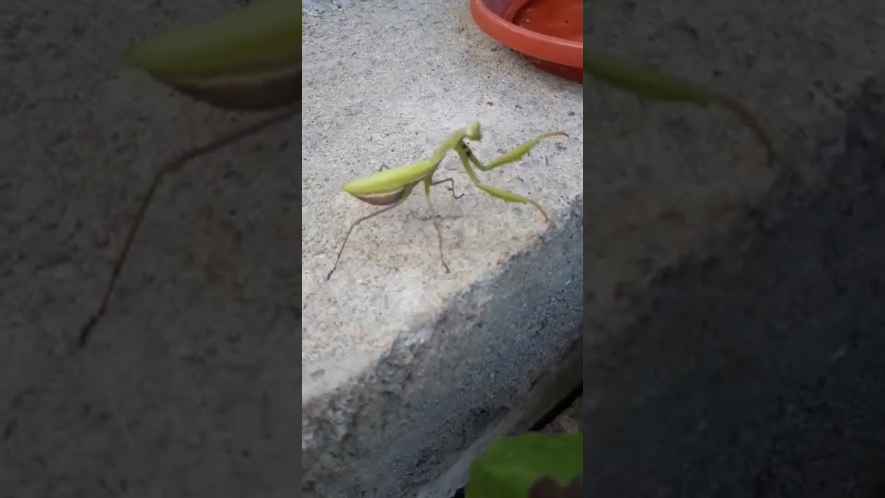 the dance of the praying mantis - YouTube