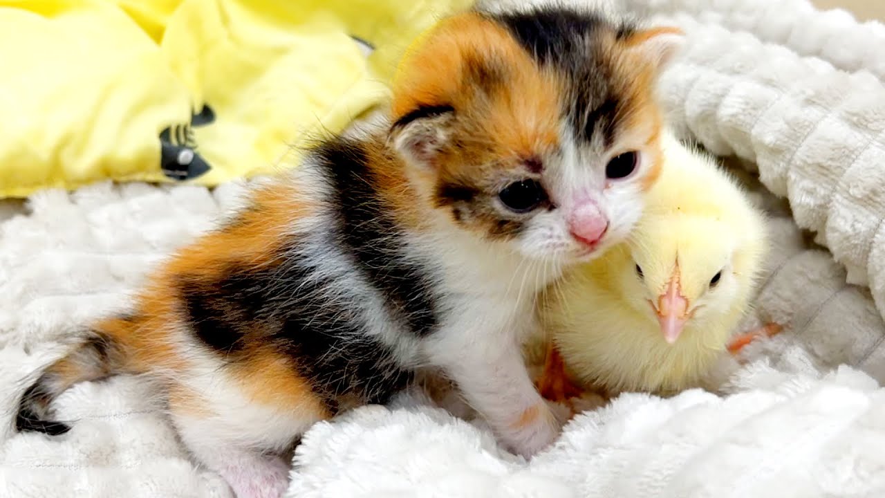 First meeting of a baby kitten and a chicken. Funny and cute. - YouTube