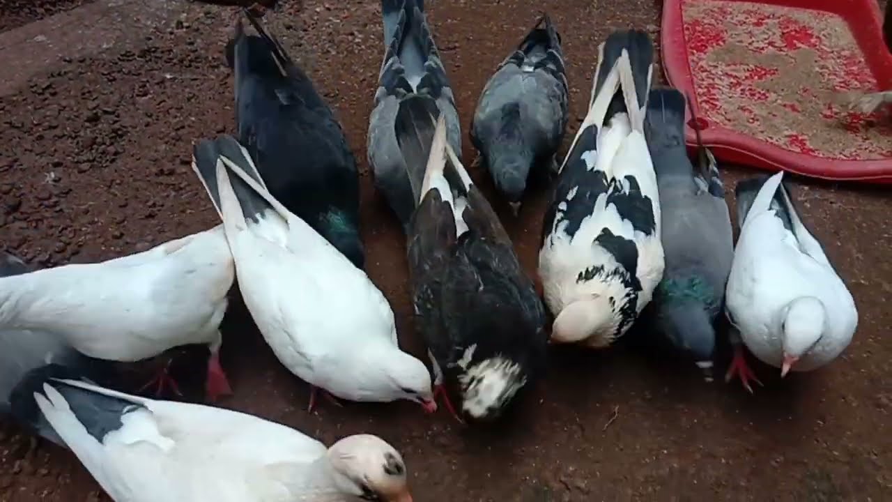 MEMBERI MAKAN MERPATI TERNAK DAN CARA INDUKAN MERPATI MELOLOH ANAKANYA ...