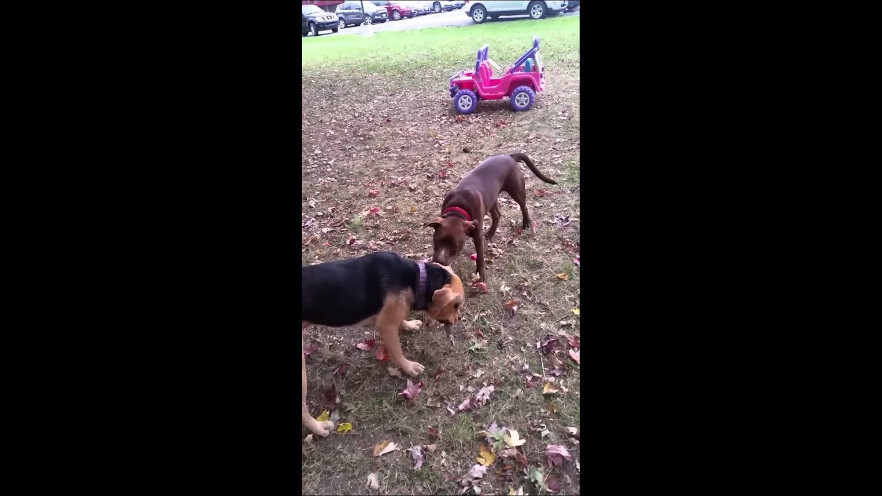 Two Dogs Fighting Over a Stick - YouTube