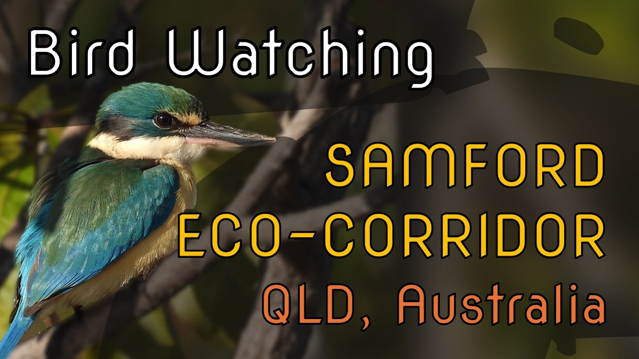 Bird Watching at Samford Eco-corridor, Brisbane, Australia - YouTube