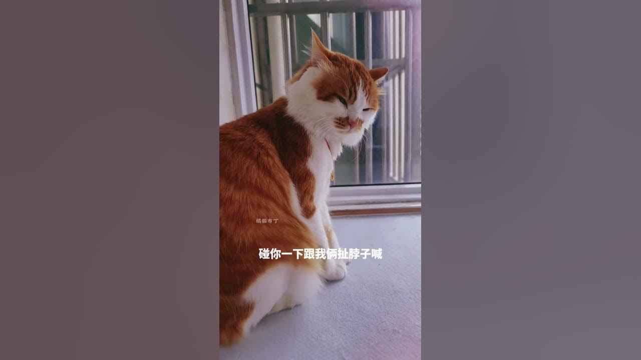 全网混的最差的铲屎官反骨猫 斤的猫斤的反骨 猫咪不服气的样子全在脸上 养猫的应该都懂吧 橘猫还是那个橘猫 Youtube