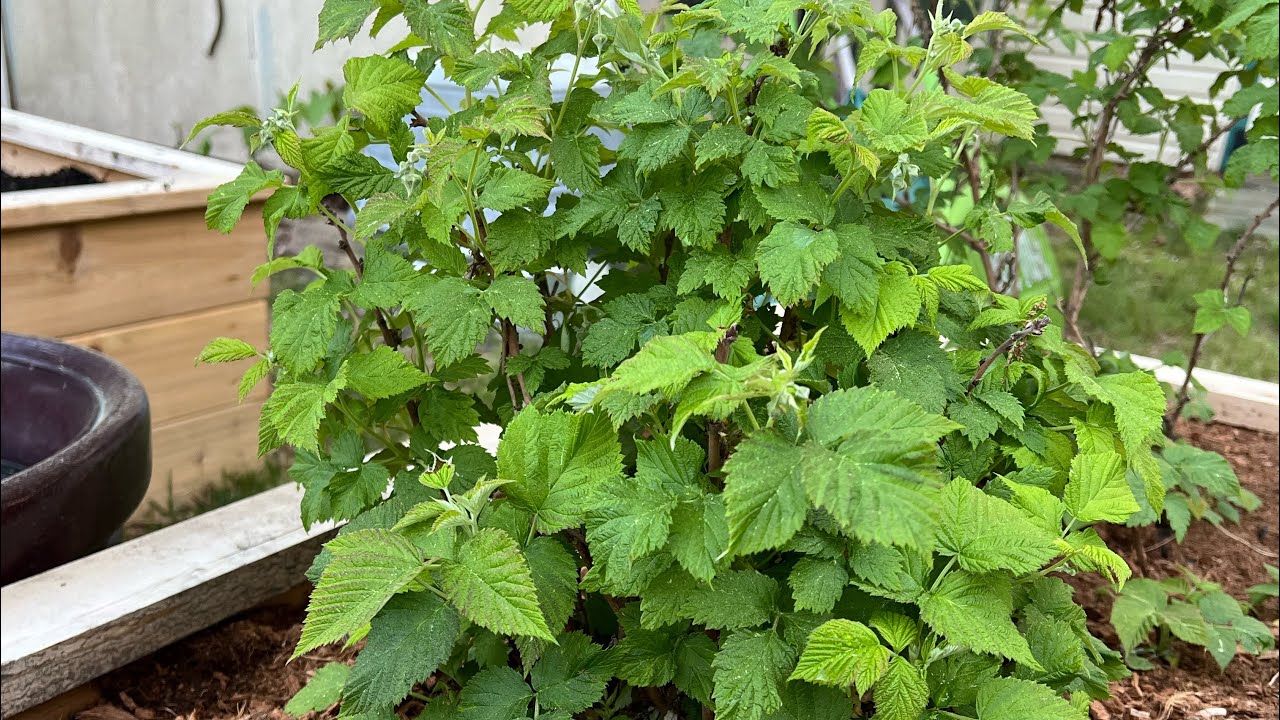 Planting Thornless Raspberries and Blackberries - YouTube