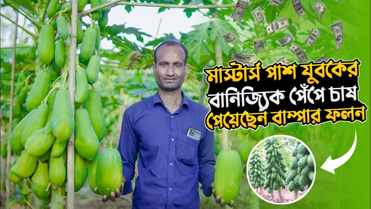 পেঁপে চাষে সফলতা | শিক্ষিত যুবকের পেঁপে চাষে বাম্পার ফলন | রেড লেডি ...