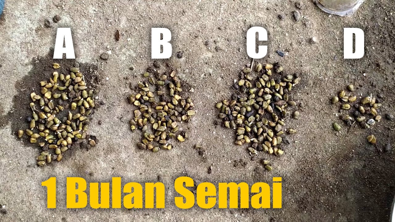 Hasil 1 Bulan Semai Biji Bunga Porang Memakai 4 Cara Semai + Hasil ...