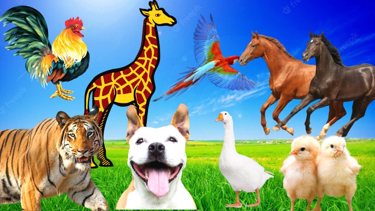 Cuteness Of Family Animals - Dogs, Cats, Chickens, Ducks, Horses, Cow, Tiger- animal sounds ...