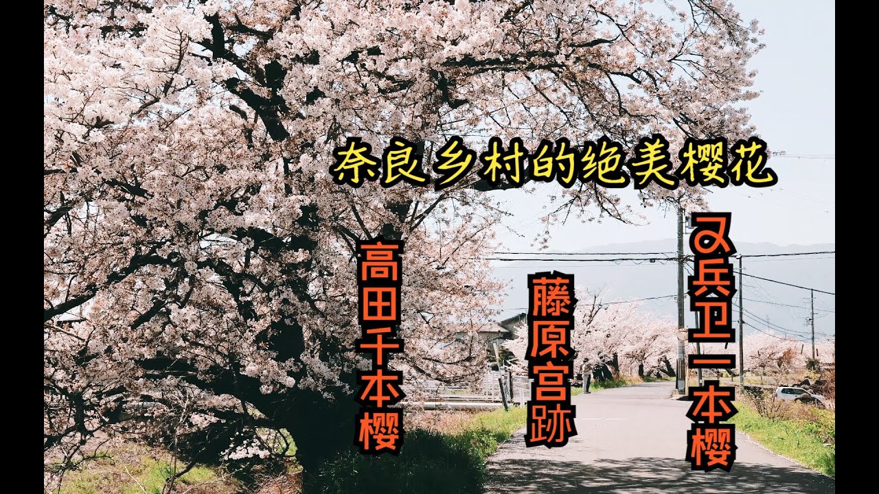 奈良那些开在乡间的绝美樱花｜The Beautiful Cherry Blossom in Nara`s Countryside|外国人目線の ...