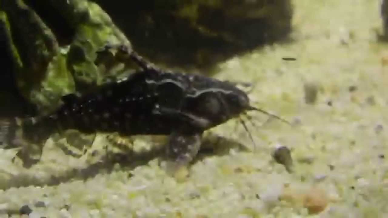 Spotted raphael catfish - Agamyxis pectinifrons - YouTube