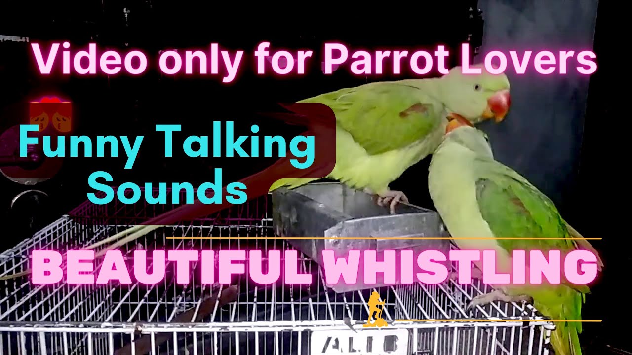 Hand tame parrots male and female pair | jora #parrot #cute #bird # ...