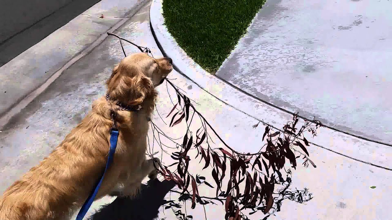 Funny Dog Carrying Tree Branch With Leaves - English Cream Golden ...