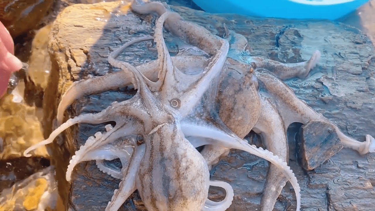Short-Legged Octopus Won't Spray Mucus After Being Patted On The Head ...
