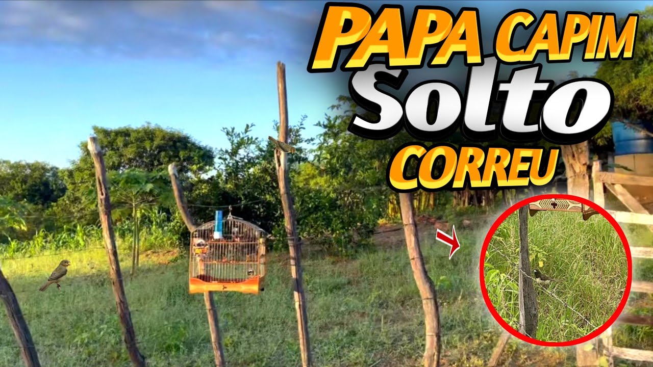 O PAPA CAPIM SOLTO CORREU DO MEU DA GAIOLA 😱 - YouTube