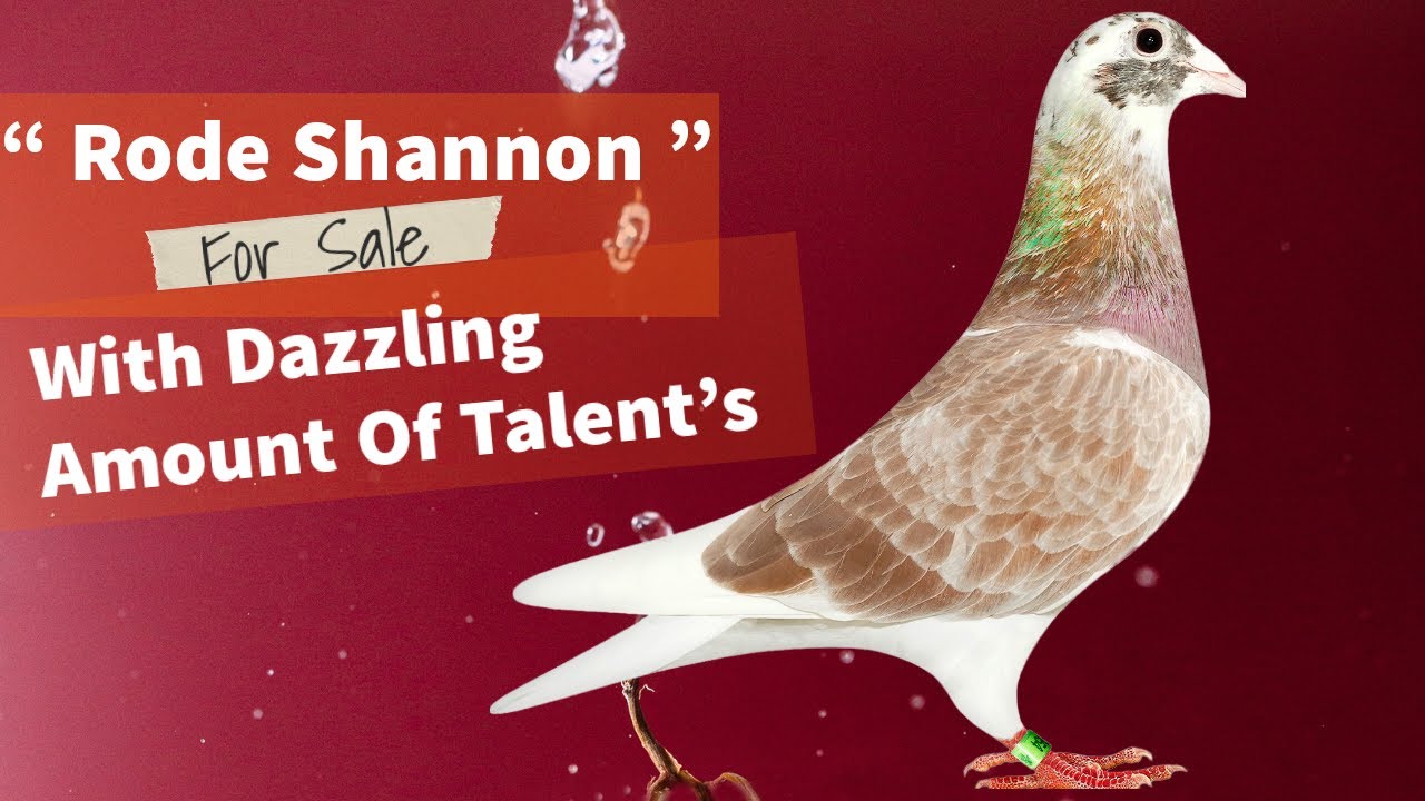' Rode Shannon ' Best Racing Pigeon With Dazzling Amount Of Talent's ...