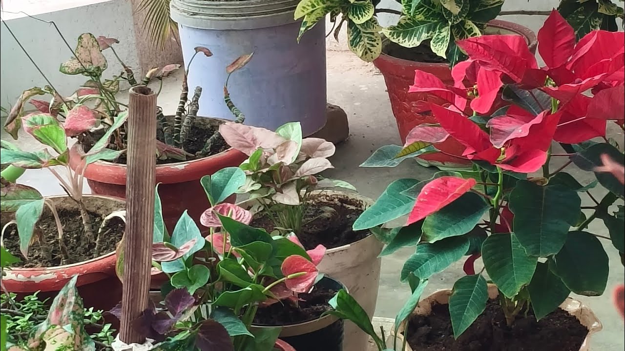 Indoor Plants Pr Dalen Sirf Ek Dhakkan /पत्तियाँ दिखेंगी चमकदार - YouTube