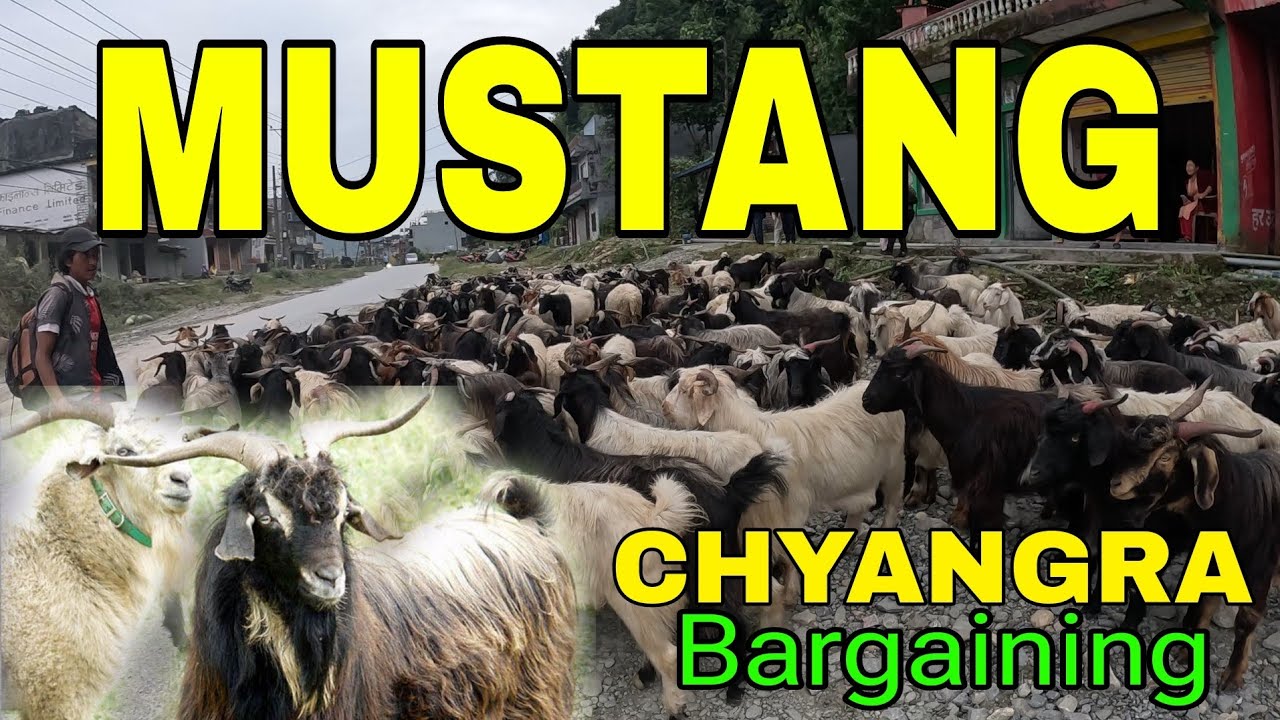 How these people brought hundreds of Chyangra to Pokhara from the far ...