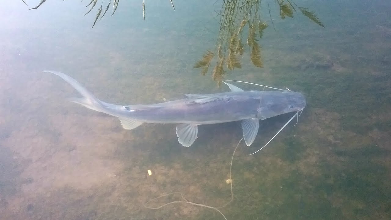 Best white fish|| Singara fish hunting|| Catfishing videos - YouTube