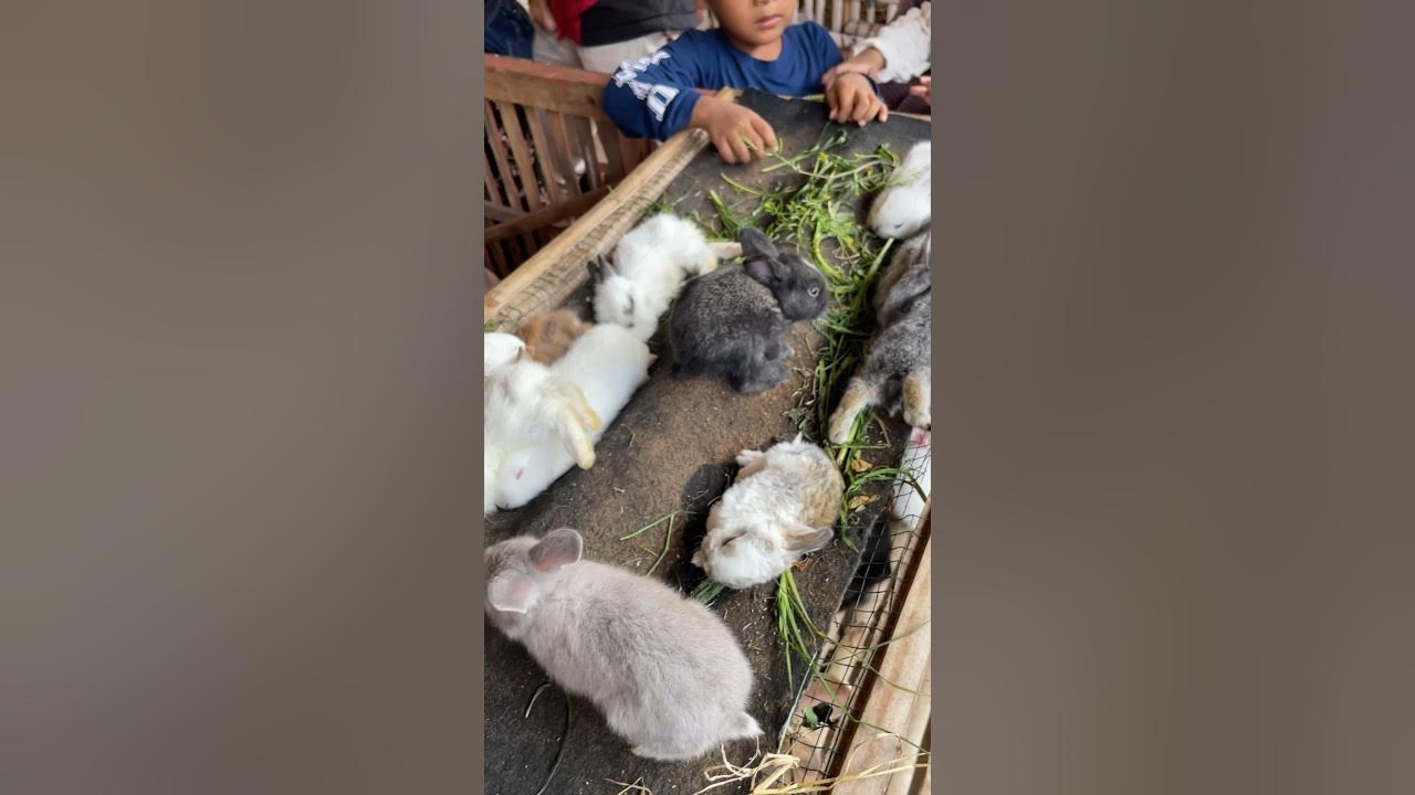 Look at how cute behavior of this funny rabbit puppies 😊 #rabbit #rabbitfarm #rabbitmarket #cute ...