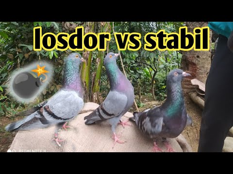 merpati tinggian vs merpati balap kenceng bos !!! nerbangin merpati rumahan paling bar bar 2023