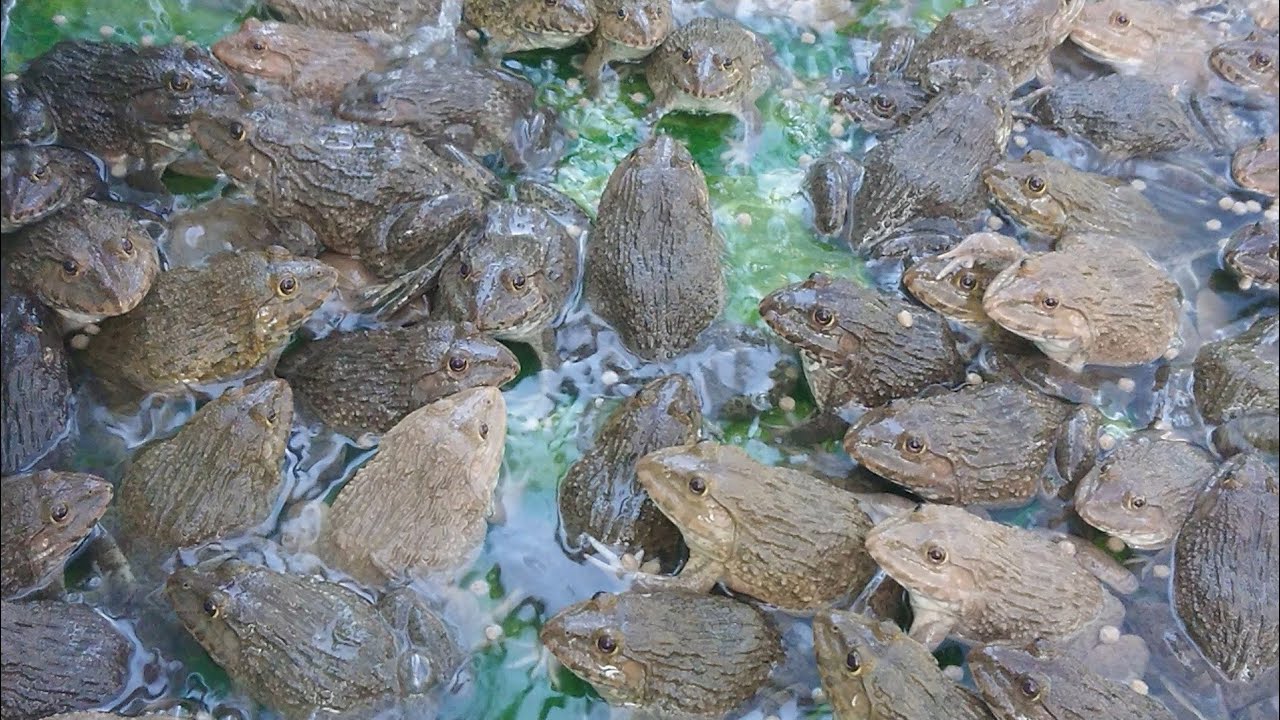 Frog Raising . frog farm in Cambodia . Feeding frogs in the early ...